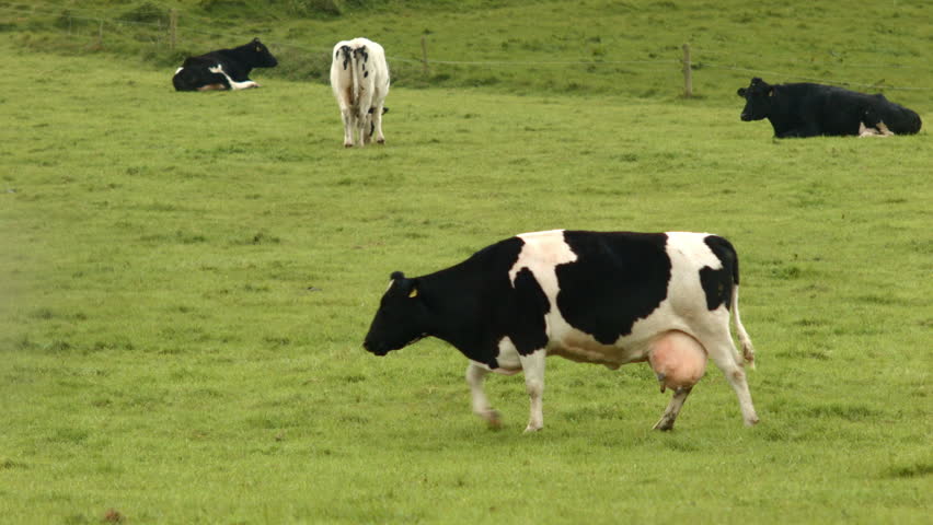 Dutch Cow Grazing In The Landscape Of The Netherlands. Stock Footage ...