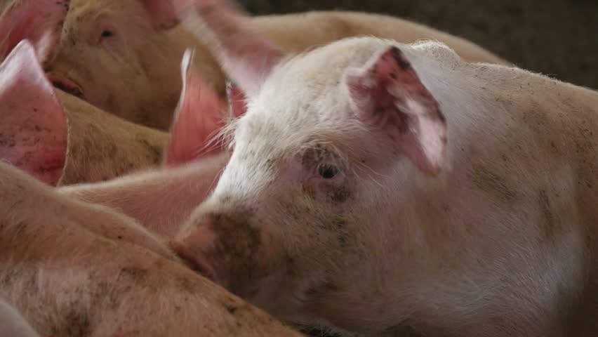 4k, Lovely Pink Pigs in Stock Footage Video (100% Royalty-free ...