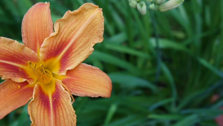 Orange Tiger Lily image - Free stock photo - Public Domain photo - CC0 ...