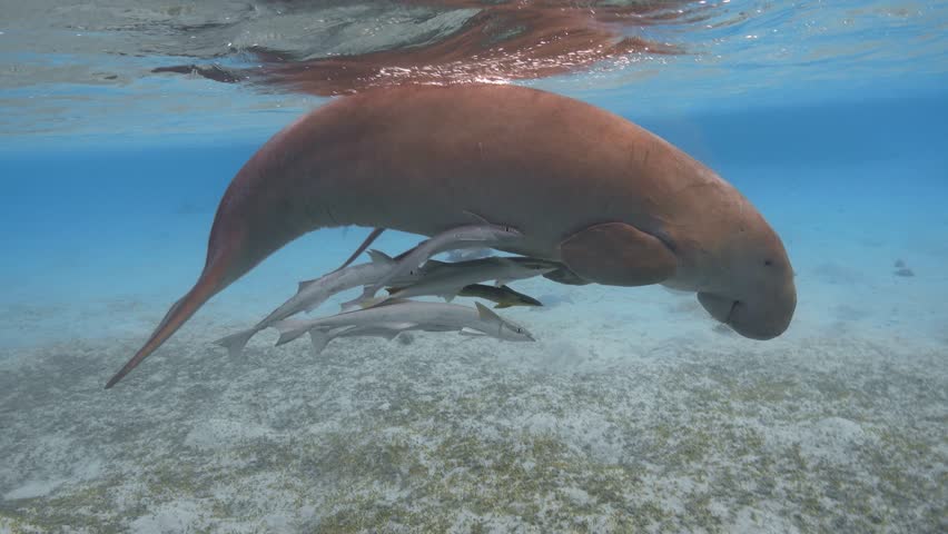 Dugong (sea Cow) Swimming in Stock Footage Video (100% Royalty-free ...