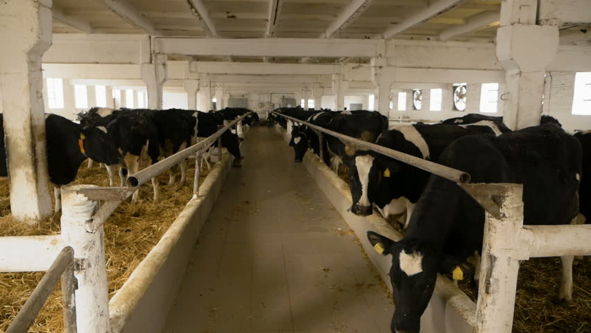 Cow House ; Milking Cows In The Barn Eating Hay,video Clip Stock ...