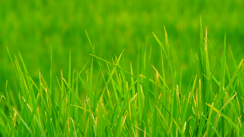 Green Field Background in Close Stock Footage Video (100% Royalty-free ...