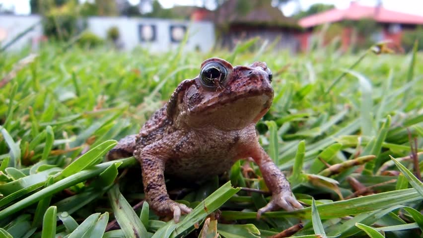 Green Frog Vector image - Free stock photo - Public Domain photo - CC0 ...