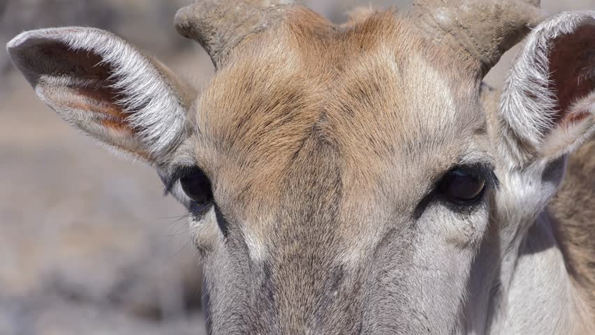 Eland Antelope Close Up Looking Around 4k Stock Footage Video ...