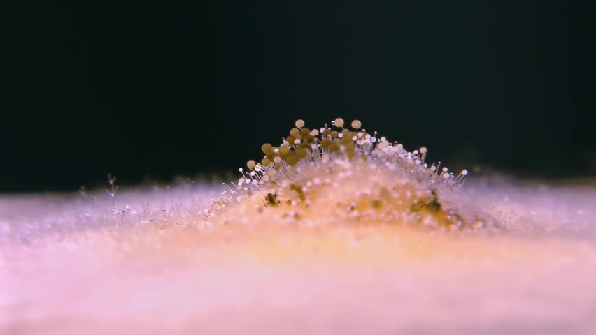 Spore Stock Video Footage - 4K and HD Video Clips | Shutterstock