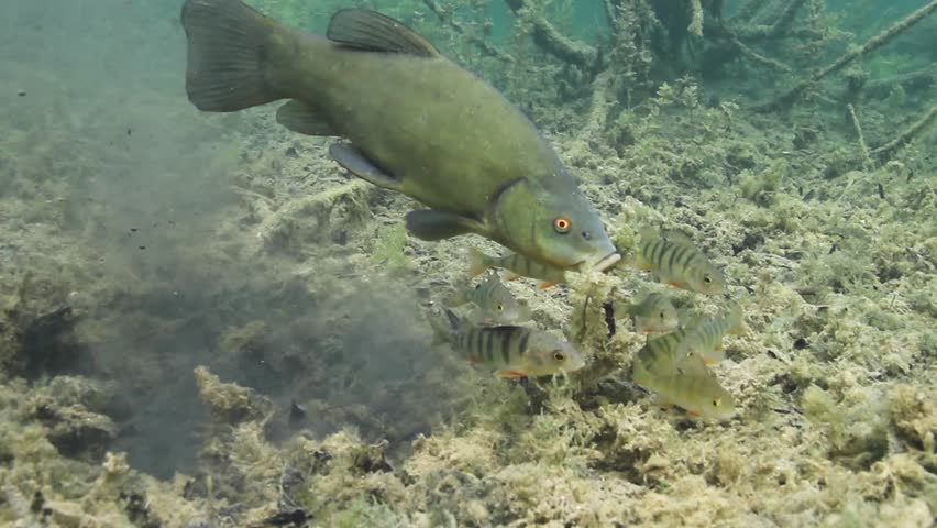 European Perch - Perca fluviatilis image - Free stock photo - Public ...