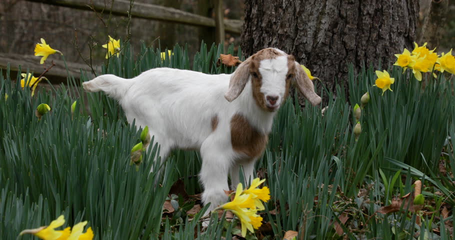 Baby goats close up image - Free stock photo - Public Domain photo ...