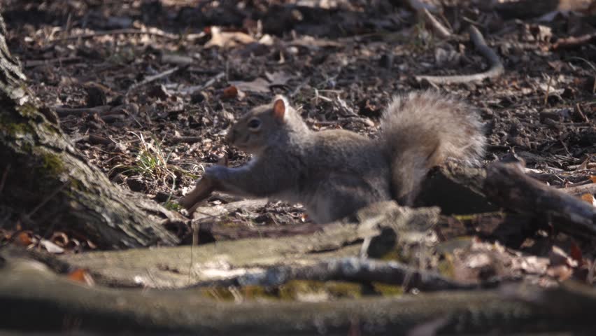 Squirrel Looking up at the tree image - Free stock photo - Public ...