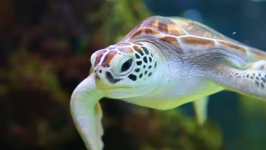 Close Up Of Green Sea Turtle Eye Stock Footage Video 7034134 | Shutterstock