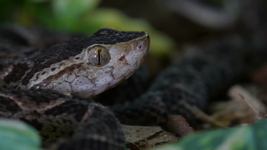 Fer De Lance Viper Bothrops Stockvideos & Filmmaterial (100 % ...