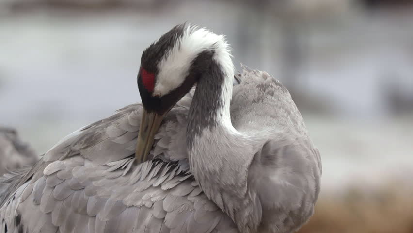 Close up of a Crane Bird image - Free stock photo - Public Domain photo ...