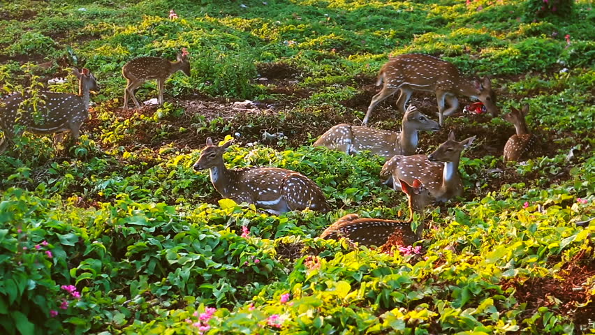 Deer in the flower meadow image - Free stock photo - Public Domain ...