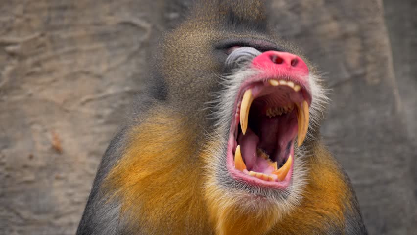 Mandrill Face - Mandrillus sphinx image - Free stock photo - Public ...