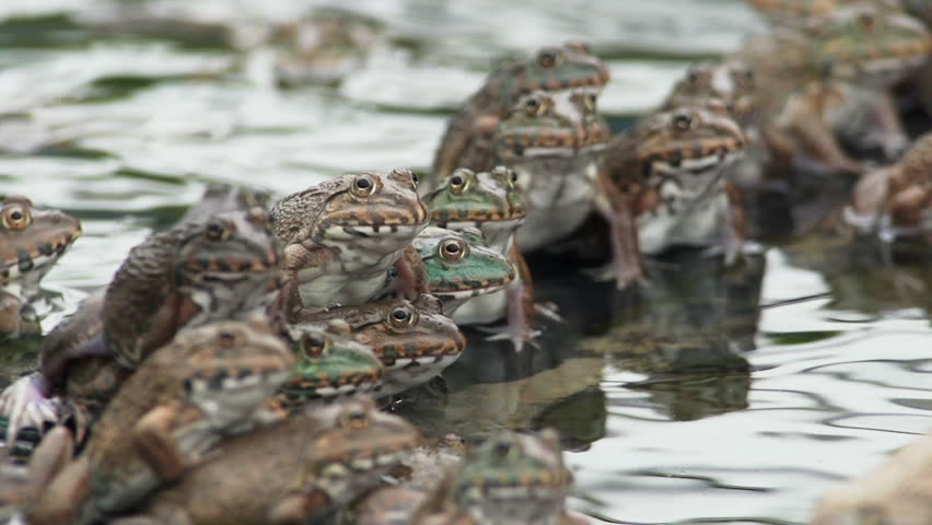 Green Frog Vector image - Free stock photo - Public Domain photo - CC0 ...