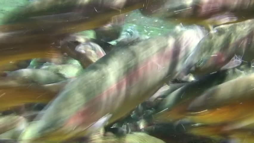 Rainbow Trout - Oncorhynchus mykiss image - Free stock photo - Public ...