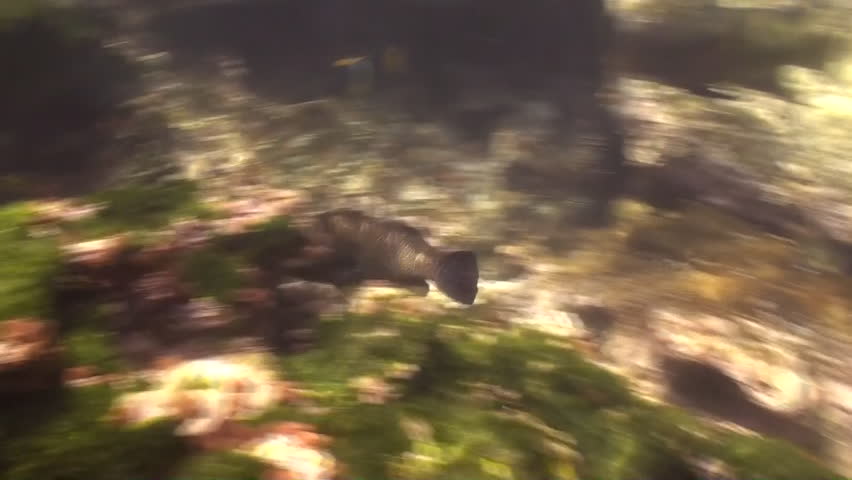 Raccoon looking for food image - Free stock photo - Public Domain photo ...