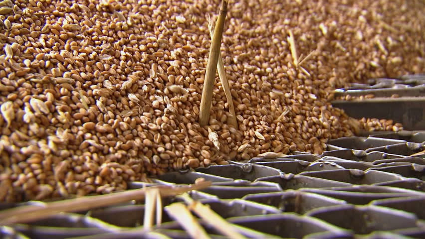 Grain Royaltyfree Video And Stock Footage