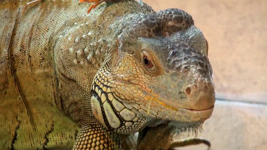 Comodos Stock Video Footage - 4K and HD Video Clips | Shutterstock