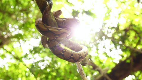 Green Tree Python Stock Video Footage - 4K and HD Video Clips ...