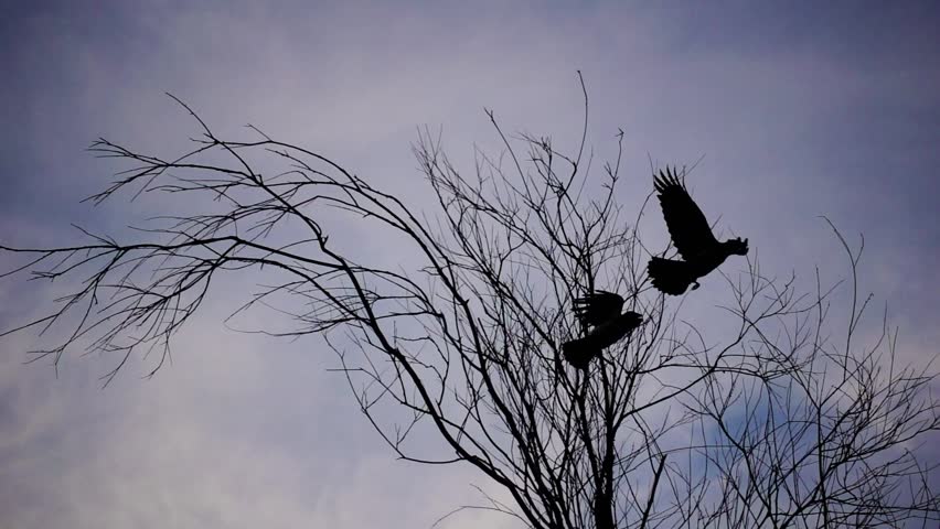 Crow sitting in the tree image - Free stock photo - Public Domain photo ...
