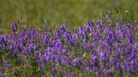 Steppe Flowers Stock Video Footage - 4K and HD Video Clips | Shutterstock