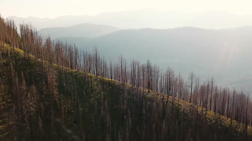 Pine tree line and Mountains landscape image - Free stock photo ...