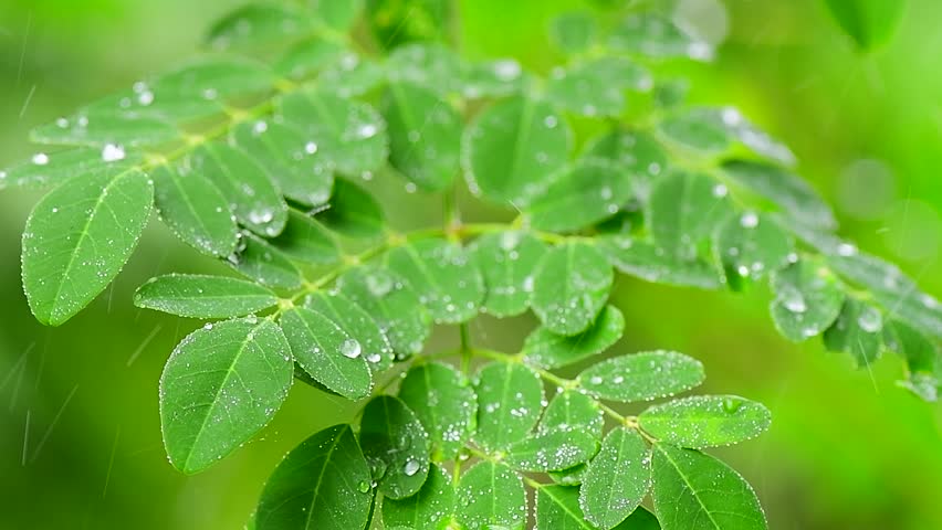 Closeup of Moringa Tree Leaves Stock Footage Video (100% Royalty-free ...
