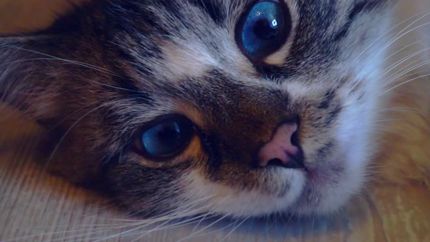Surprised Cat on the floor image - Free stock photo - Public Domain ...