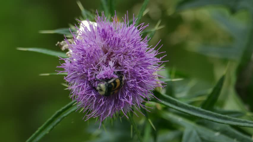 Thorny Purple Flower image - Free stock photo - Public Domain photo ...