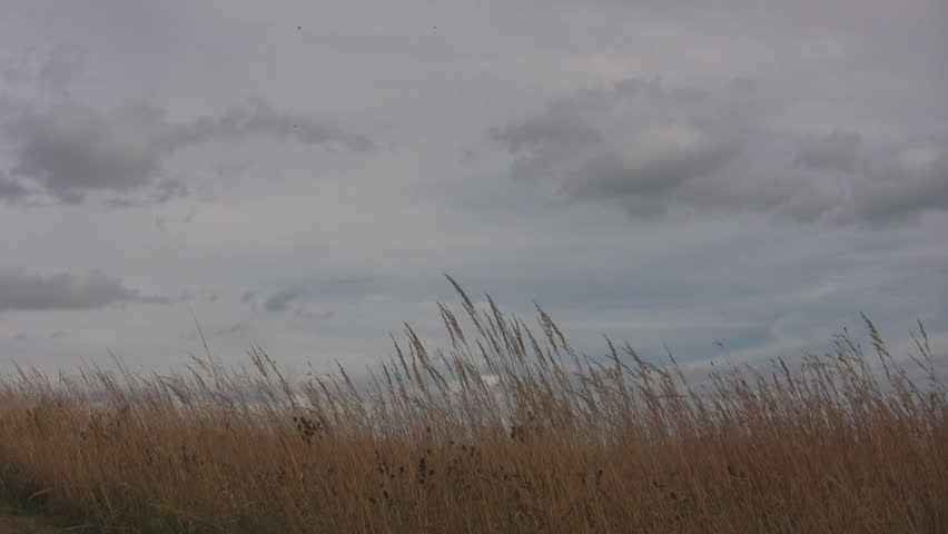 Prairie Grass Blowing in the Stock Footage Video (100% Royalty-free ...