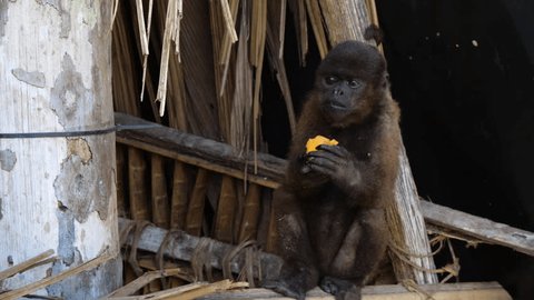 Woolly Monkey Stock Video Footage - 4K and HD Video Clips | Shutterstock