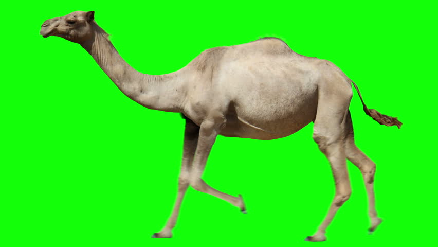 Camel Running Trot. Animal Isolated Stock Footage Video (100% Royalty ...