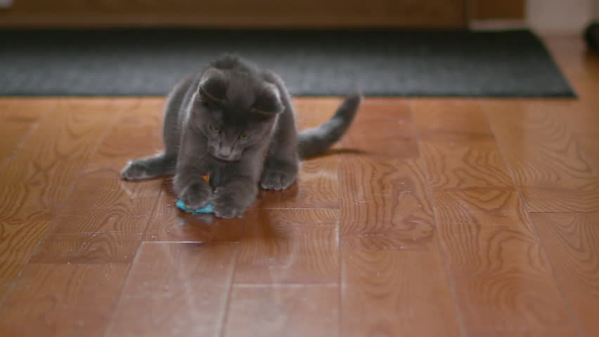 Cat playing with toy mouse image - Free stock photo - Public Domain ...