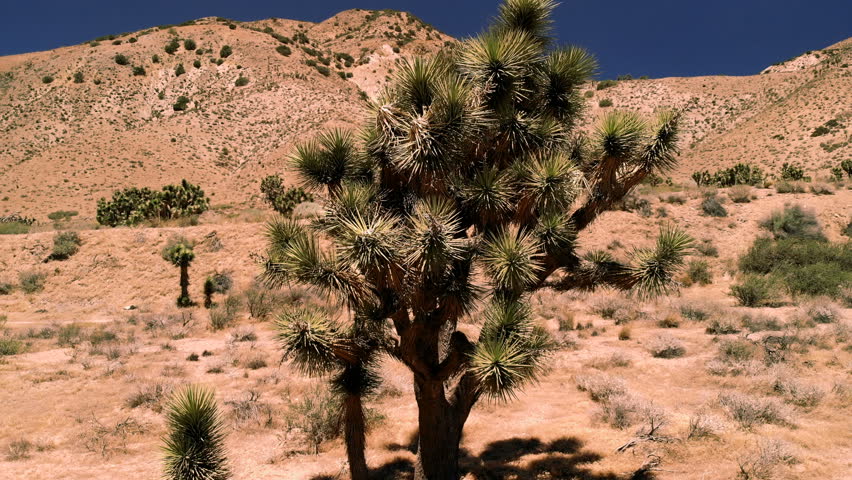 Joshua Trees and landscape in Joshua Tree National Park, California ...