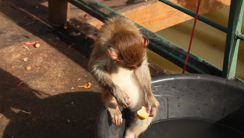 Young Lone Crab Eating Macaque Stock Footage Video (100% Royalty-free ...
