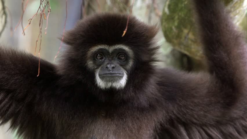 Gibbon Stock Video Footage - 4K and HD Video Clips | Shutterstock