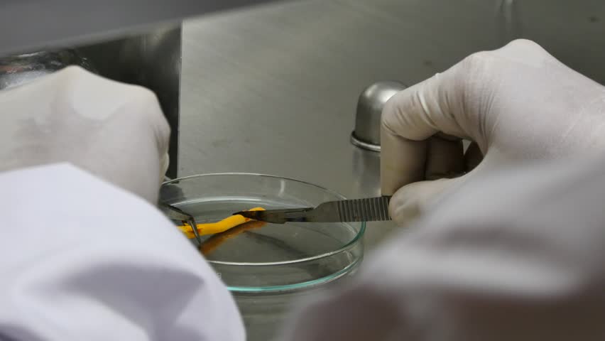 Lab Staff Cut Cordyceps Militaris Stock Footage Video (100% Royalty ...