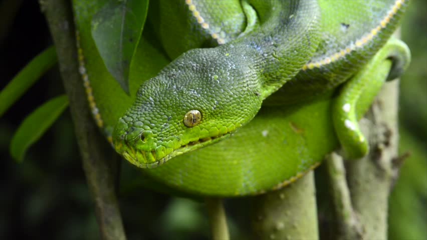 Green Tree Python Stock Video Footage - 4K and HD Video Clips ...