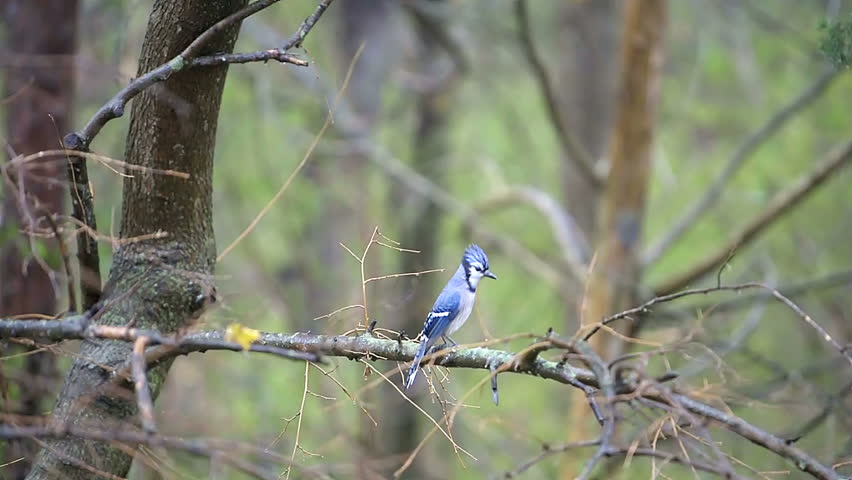 Blue Jay Sitting on a tree branch - Cyanocitta cristata image - Free ...