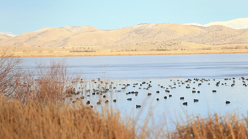 Marsh landscape with birds swimming in the pond image - Free stock ...