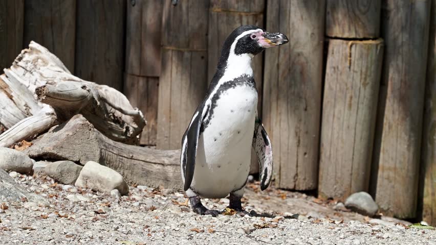 Humboldt Penguin image - Free stock photo - Public Domain photo - CC0 ...