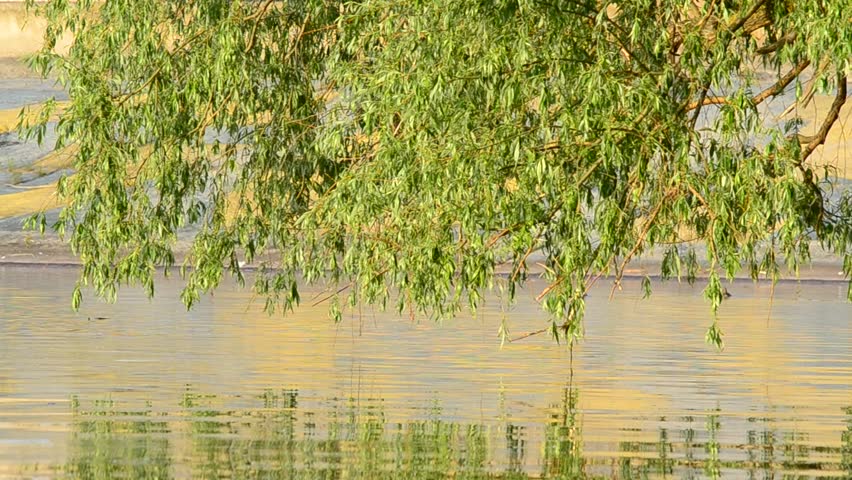 Weeping Willow Tree Branches Touch The Water A Strong Wind Blowing ...
