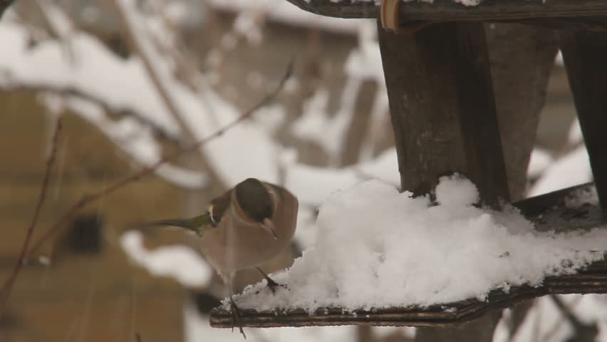 Robin in the snow image - Free stock photo - Public Domain photo - CC0 ...