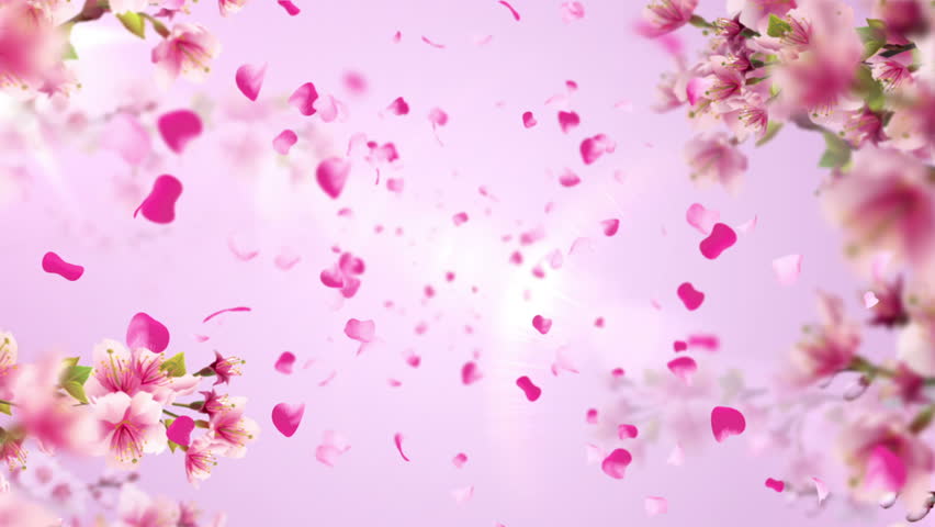 Animation Of Falling Petals Of Sakura With Flowers Sakura Waving On ...