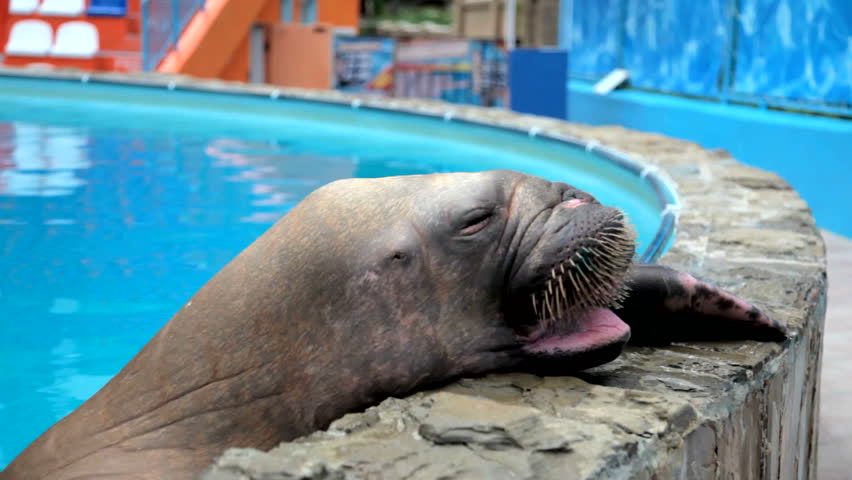 Walrus Looking Into the Camera Stock Footage Video (100% Royalty-free ...