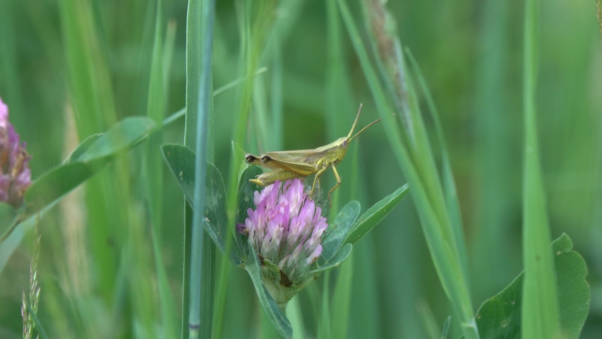 Butterfly and Grasshopper on Leaves and Grass image - Free stock photo ...