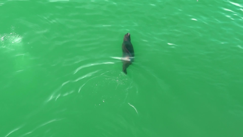 Sea Lion surfacing from the water image - Free stock photo - Public ...
