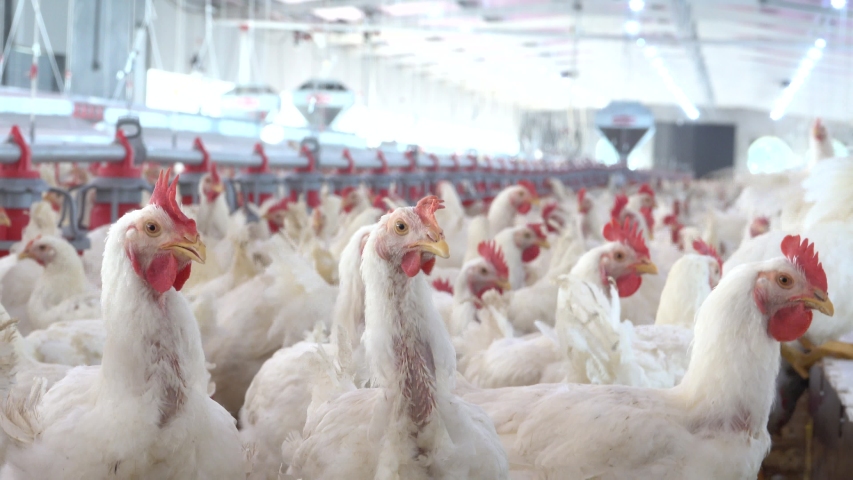 View of Hens and Roosters Stock Footage Video (100% Royalty-free ...