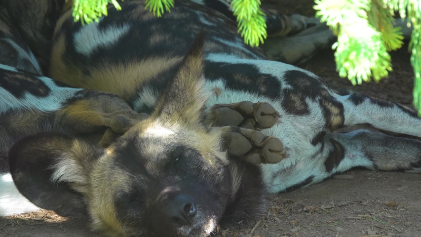 African Wild Dog - Lycaon pictus image - Free stock photo - Public ...