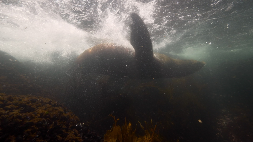Sea Lion surfacing from the water image - Free stock photo - Public ...